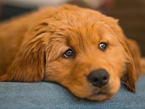 Golden Retriever Puppies For Sale In New York