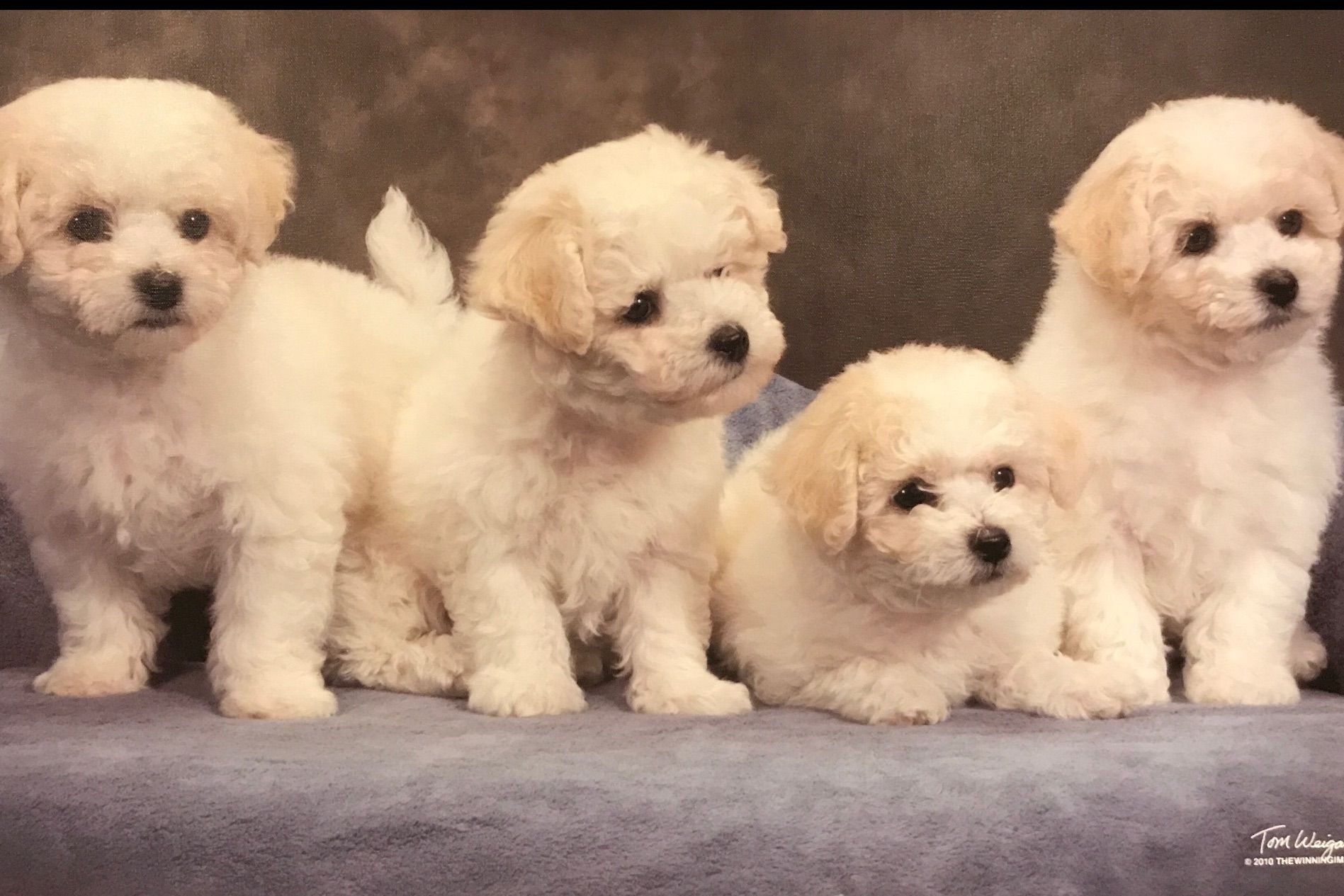 Bichon Frise Puppies For Sale In California