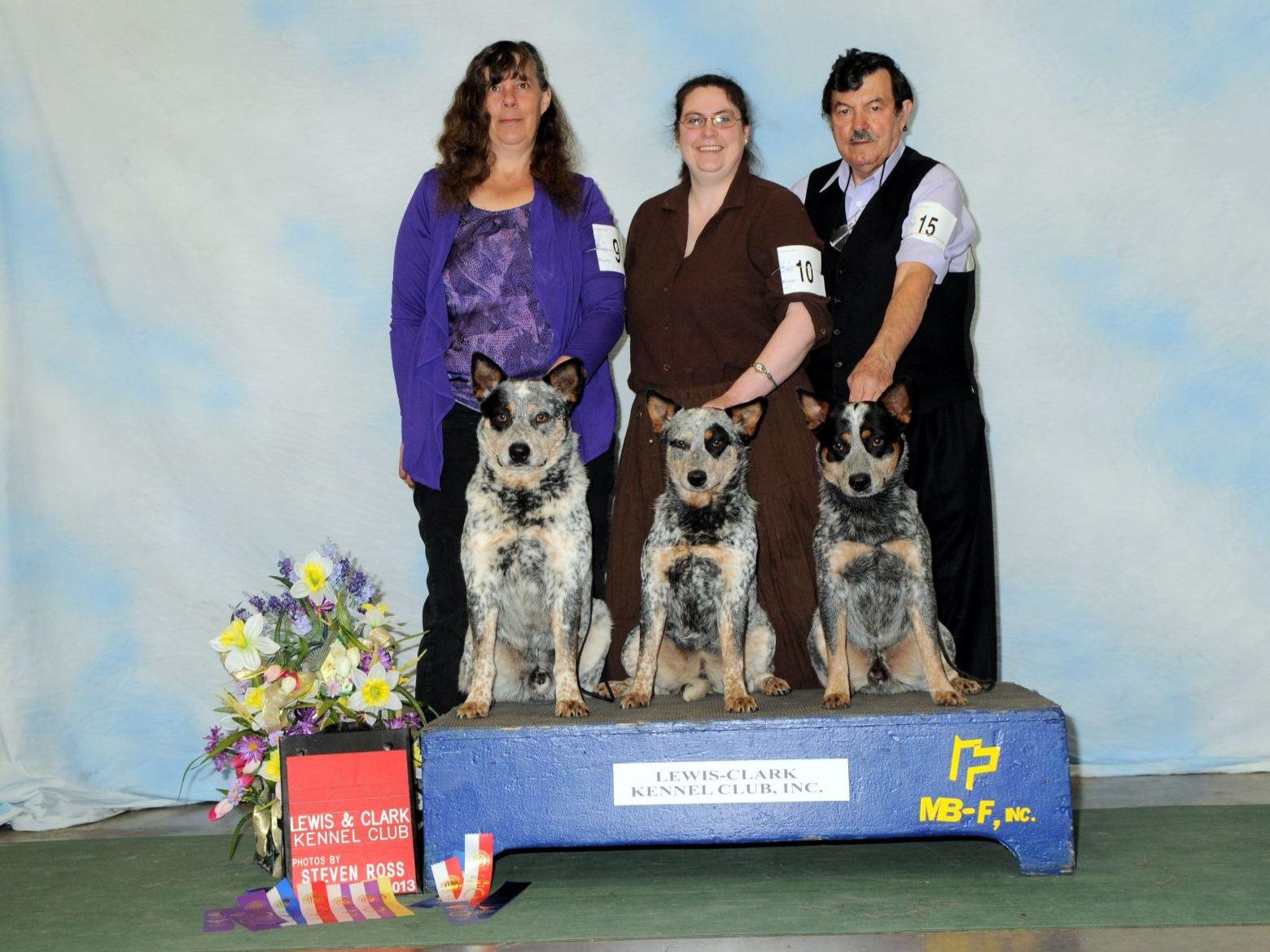 6pk Cattledogs - Australian Cattle Dog Puppies for Sale in Sheridan, OR ...