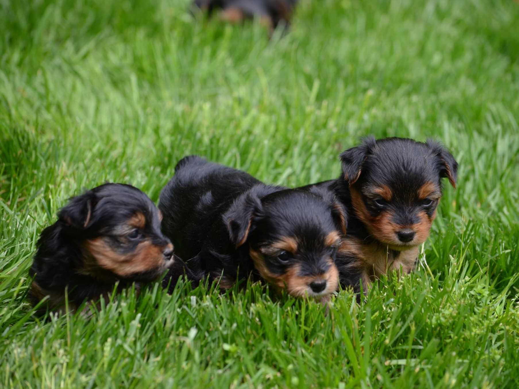 Hunter's Creek Kennel - Yorkshire Terrier Puppies for Sale in Roxboro ...