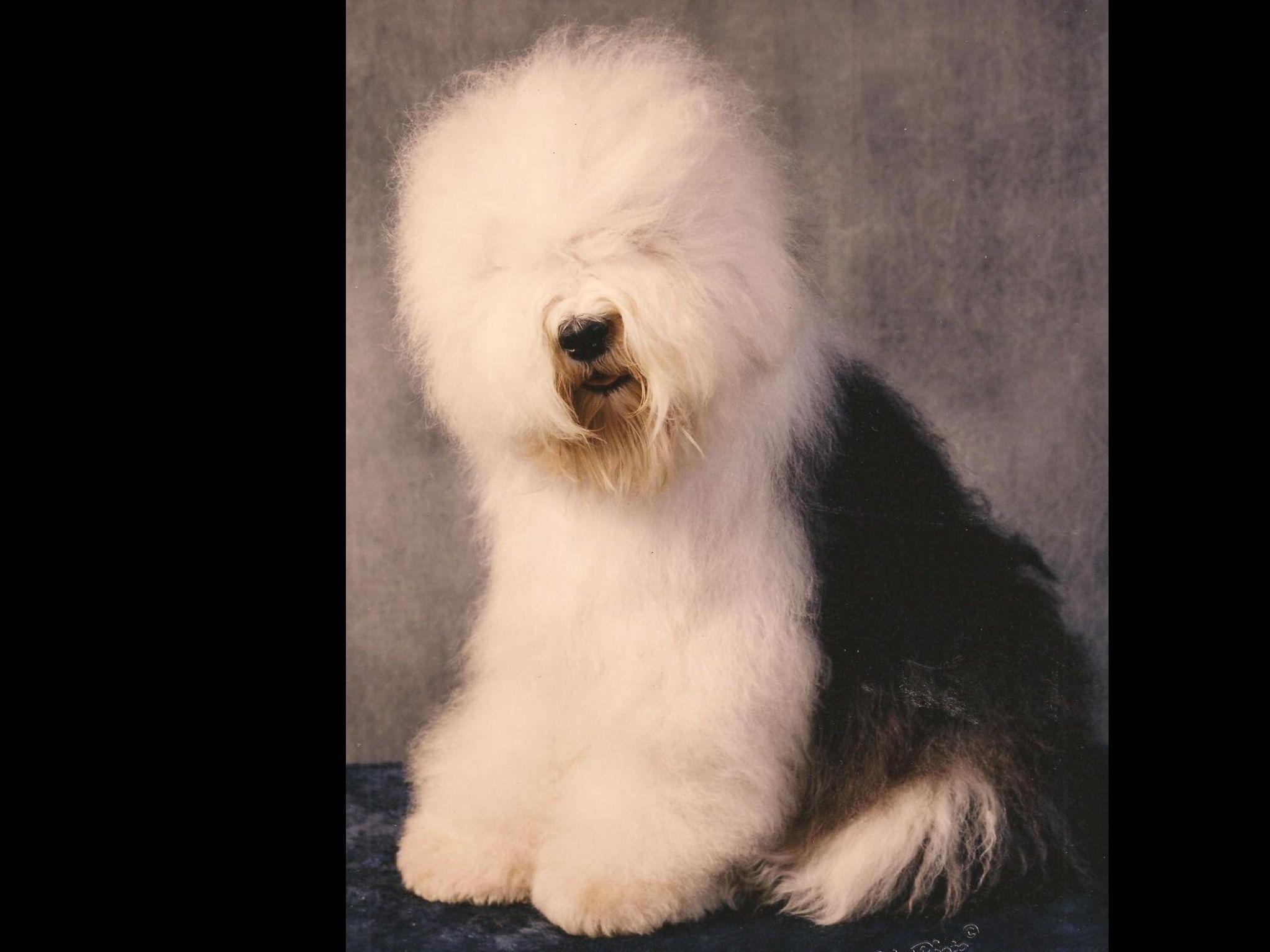 Shaggeybark Old English Sheepdogs - Old English Sheepdog Puppies for ...