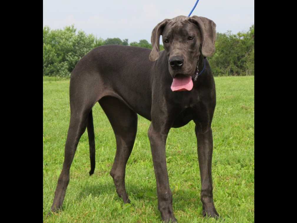 American Great Dane Puppies