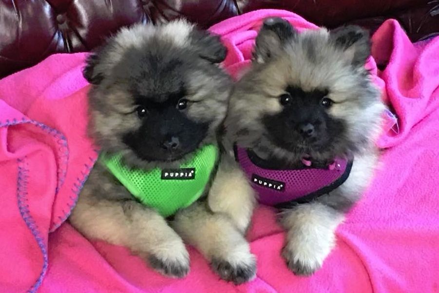 Keeshond Puppies For Sale
