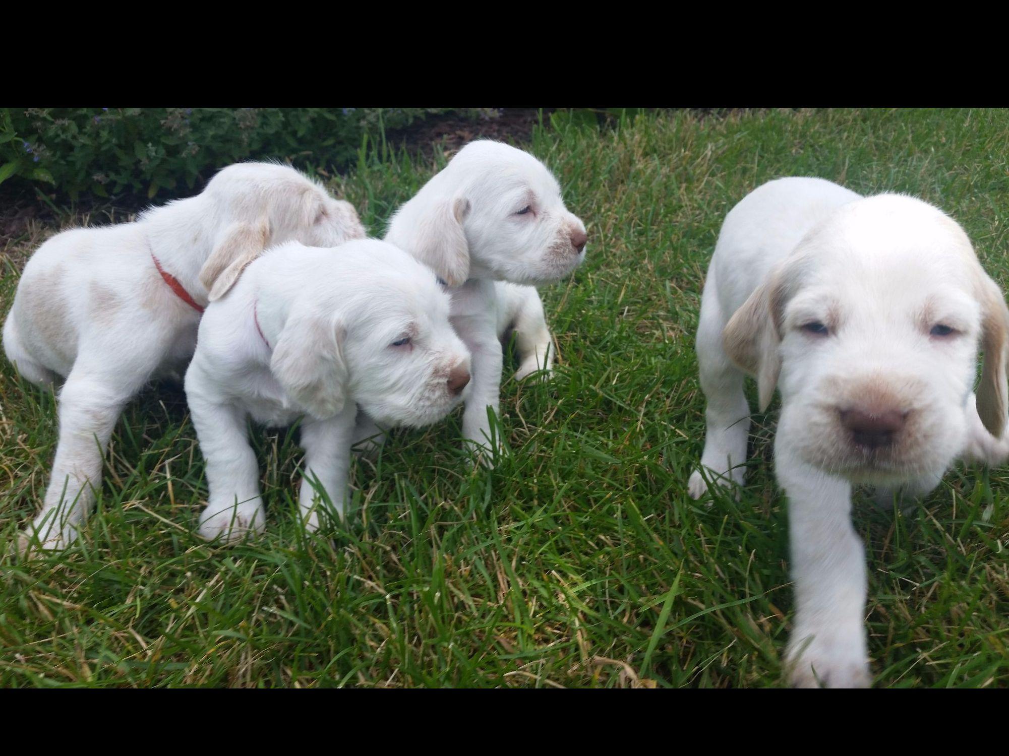 BEAVER CREEK SPINONE - Spinone Italiano Puppies For Sale