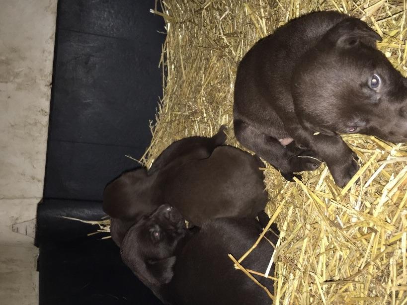 Frances Frady 423-827-9040 - Labrador Retriever Puppies for Sale in ...