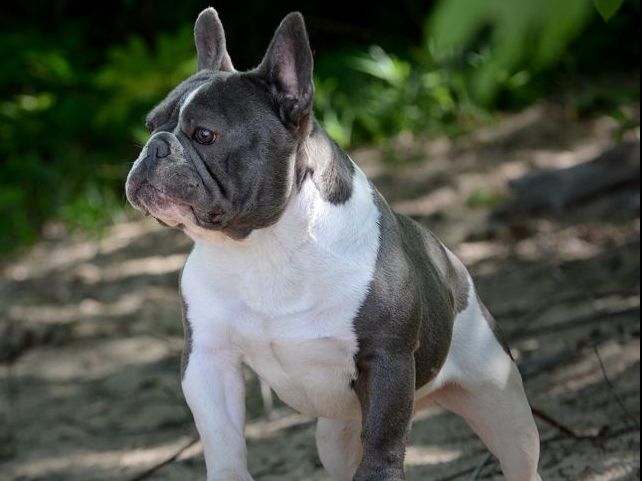 Bulldog Puppies For Sale In Illinois