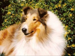 Collie Puppies For Sale - AKC PuppyFinder