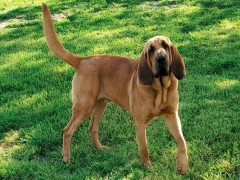 Bloodhound Puppies For Sale - AKC PuppyFinder