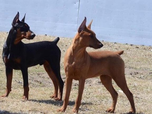 German Pinscher Puppies For Sale