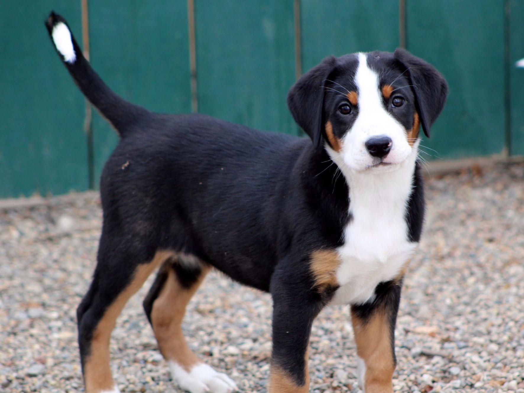 Greater Swiss Mountain Dog For Sale by Seneca Greater Swiss Mountain ...