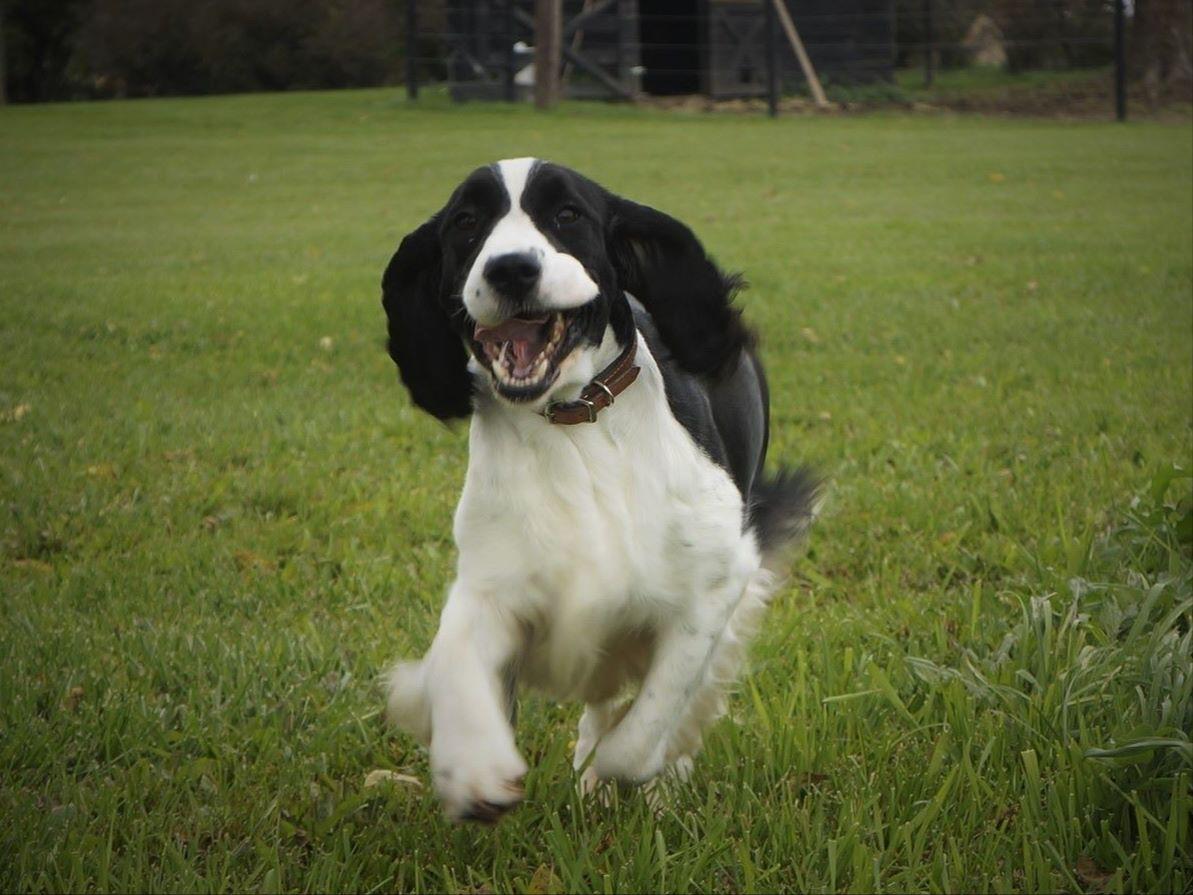 English Springer Spaniel For Sale by Country Pride Springers - American ...