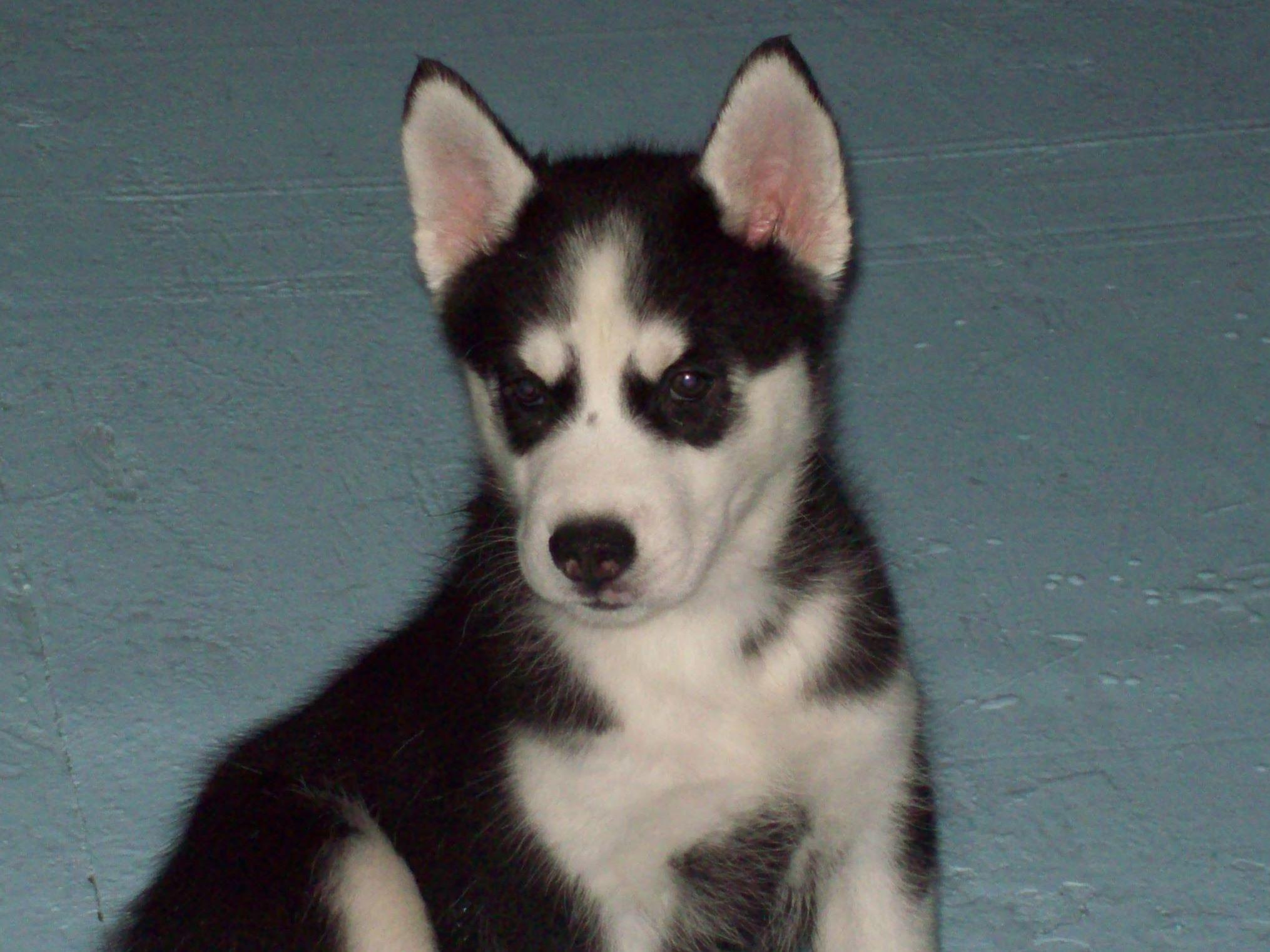 Forever Puppy Husky