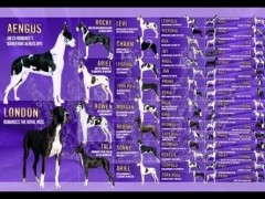 Great Dane Puppies For Sale - AKC PuppyFinder