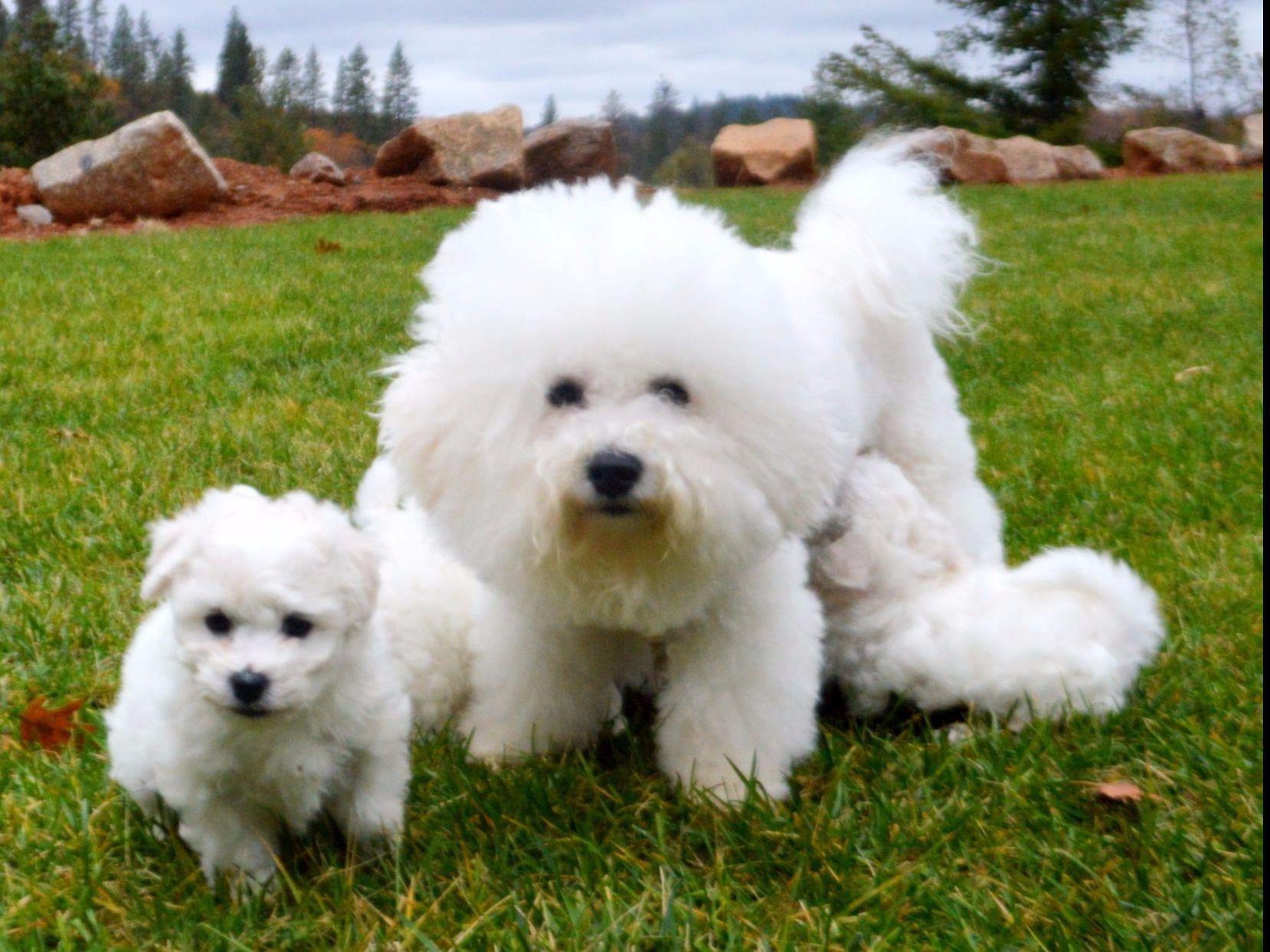 Bichon Frise For Sale by California Bichons - American Kennel Club