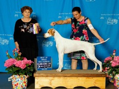 Pointer Puppies For Sale - AKC PuppyFinder