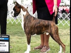 Boxer Puppies For Sale - AKC PuppyFinder