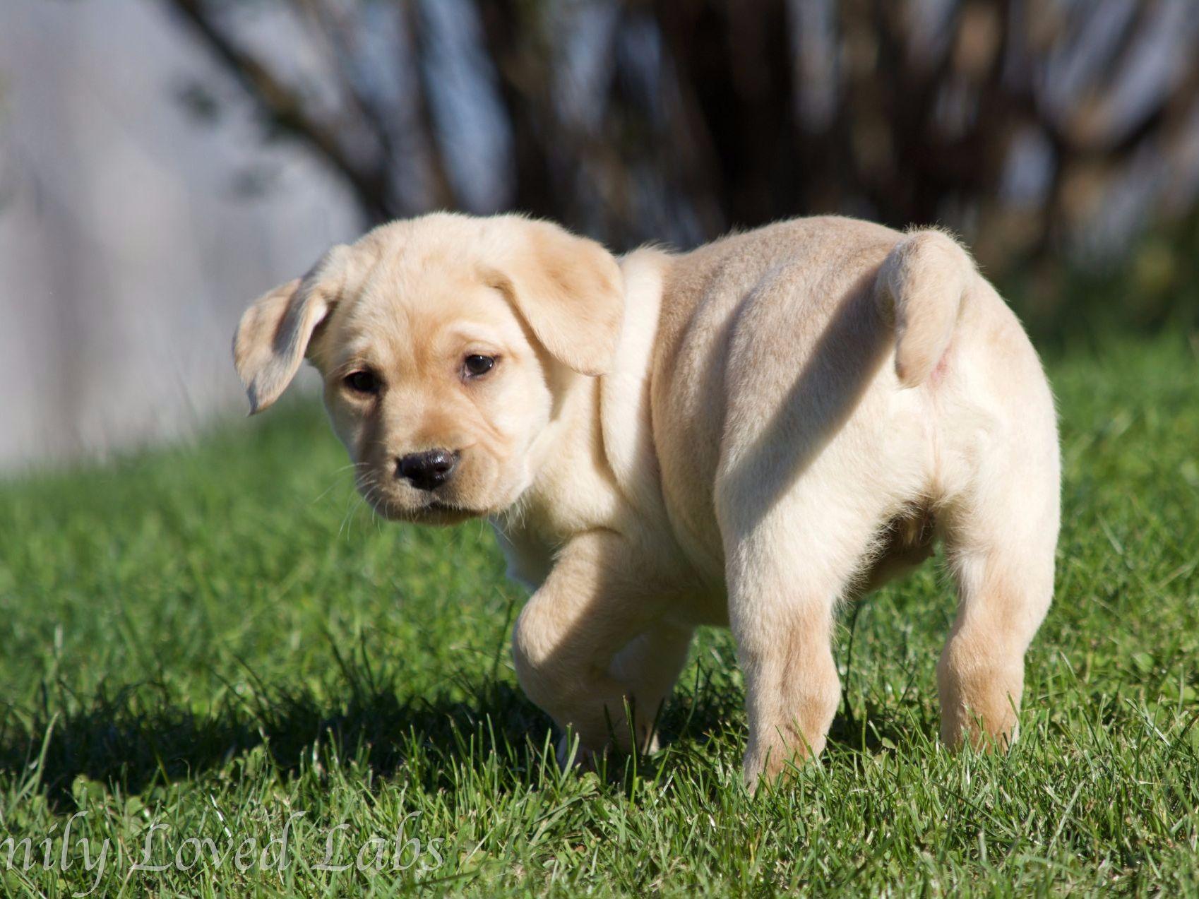 English Lab Puppy "Family Loved Labs" - Labrador Retriever Puppies For Sale