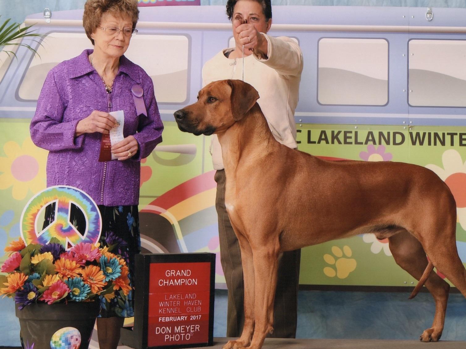 Rhodesian Ridgeback Puppies For Sale In Florida