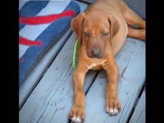 Rhodesian Ridgeback Puppies For Sale - AKC PuppyFinder