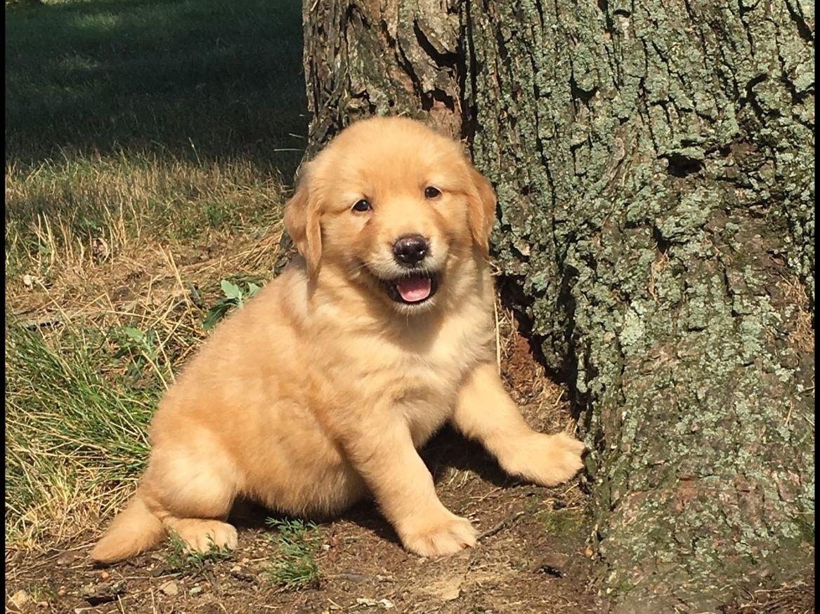 Springway Golden Retrievers - Golden Retriever Puppies for Sale in ...