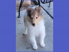 Collie Puppies For Sale - AKC PuppyFinder
