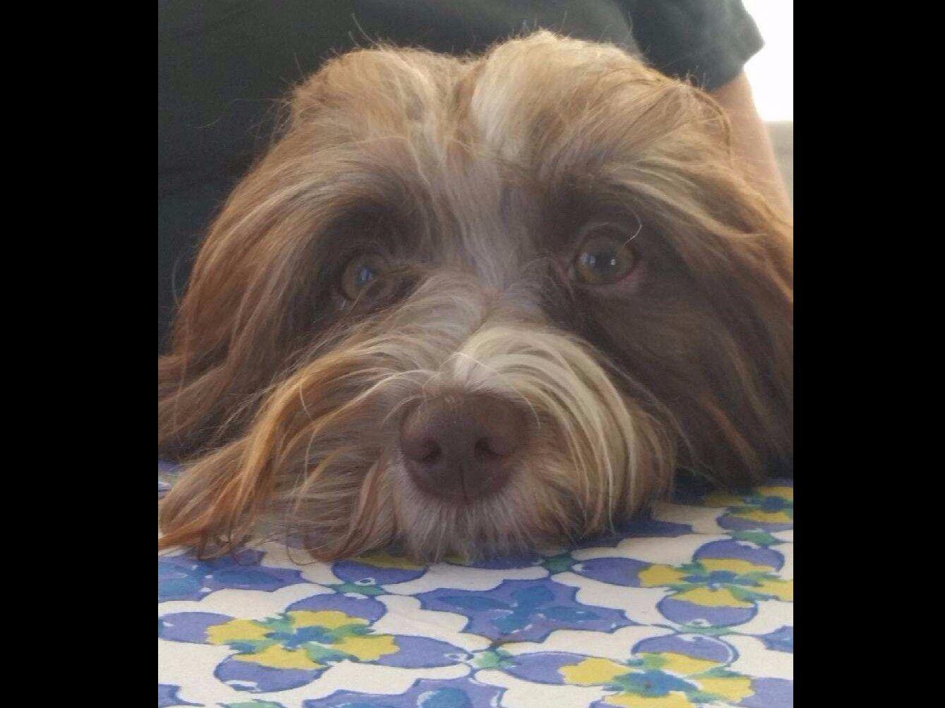 Thistledown Havanese - Havanese Puppies for Sale in Seattle, WA | AKC ...