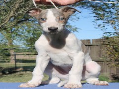 Greyhound Puppies For Sale - AKC PuppyFinder