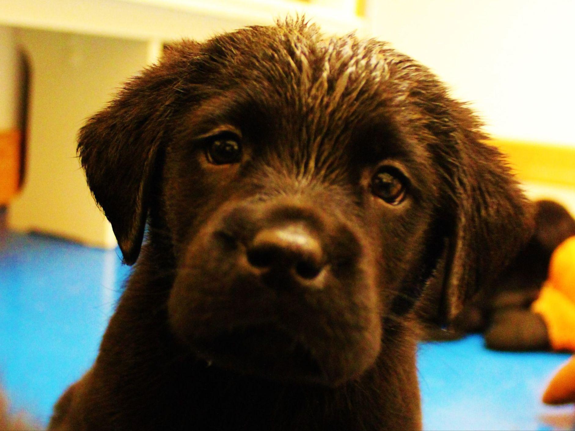 Amy Ferreira - Labrador Retriever Puppies for Sale in New Bedford, MA ...