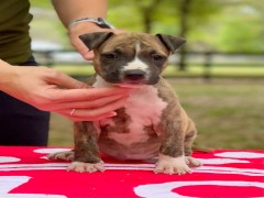 American Staffordshire Terrier (Amstaff) Puppies For Sale - AKC PuppyFinder