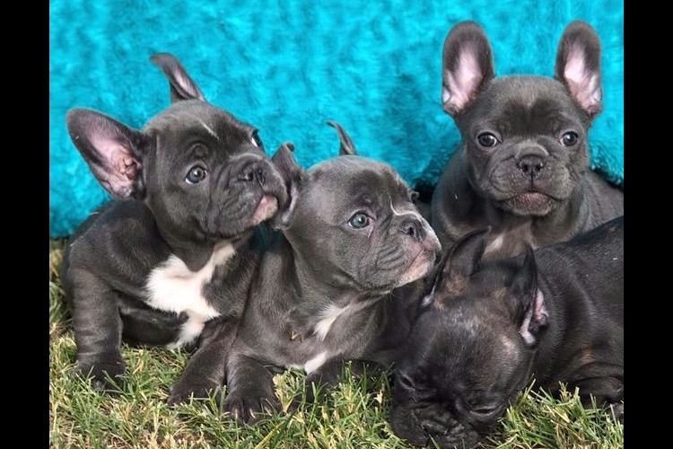 Fabulous Bulldogs - Bulldog Puppies for Sale in Las Vegas, NV | AKC ...