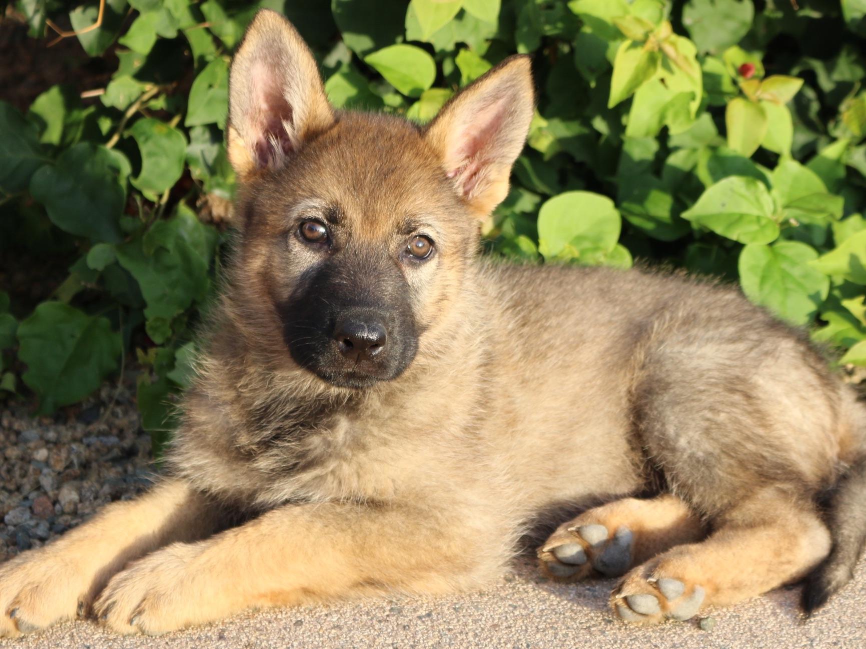 Bower Family Shepherds - Dog Breeders - San Diego, CA