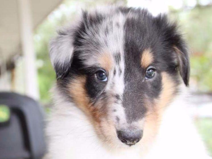 ColliesOklahoma - Collie Puppies for Sale in Yukon, OK | AKC Marketplace