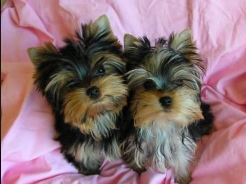 Yorkshire Terrier (Yorkie) Puppies For Sale In Virginia
