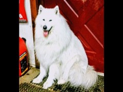 Samoyed Puppies For Sale - AKC PuppyFinder