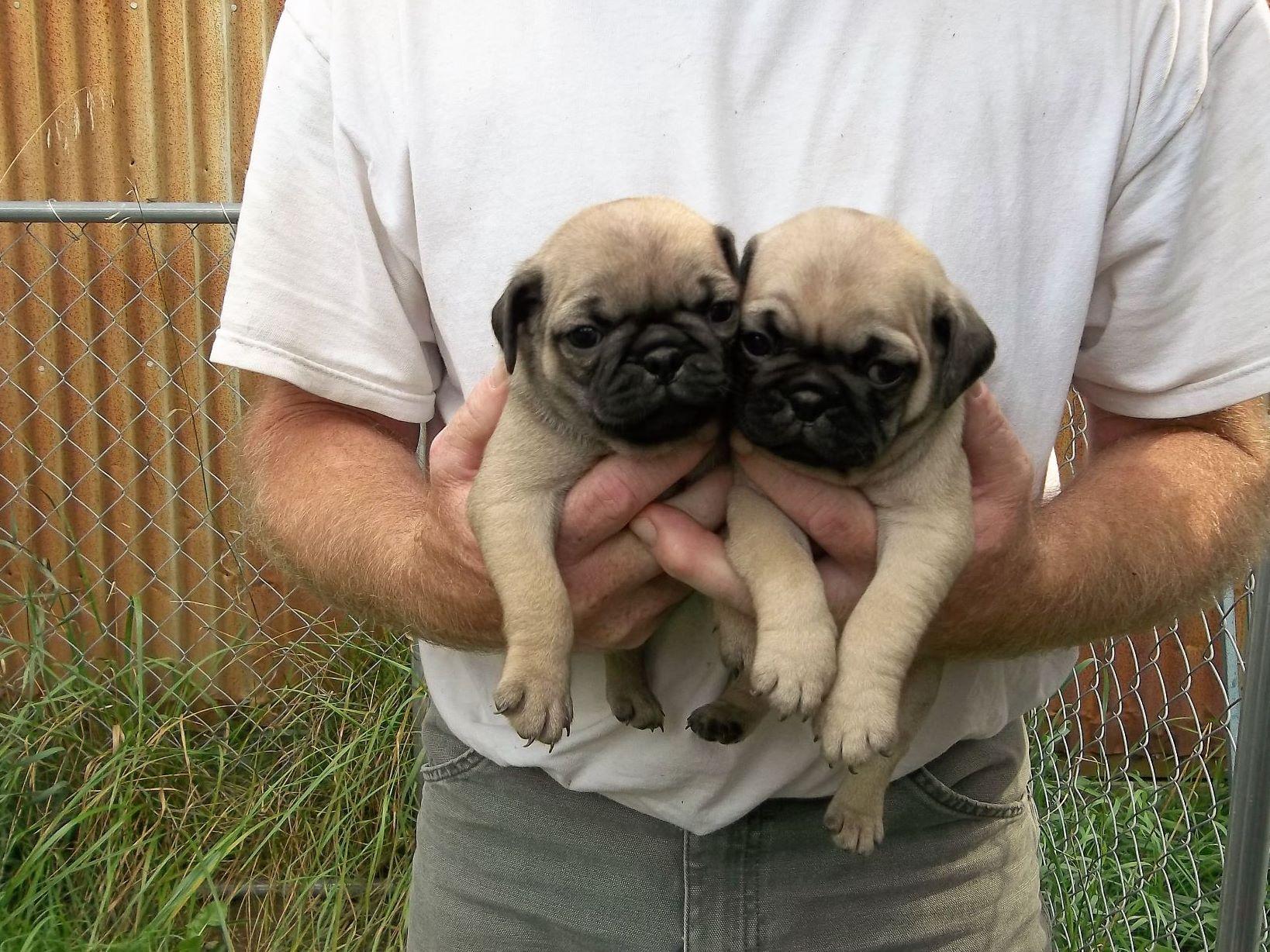 Pug Puppies For Sale In Indiana