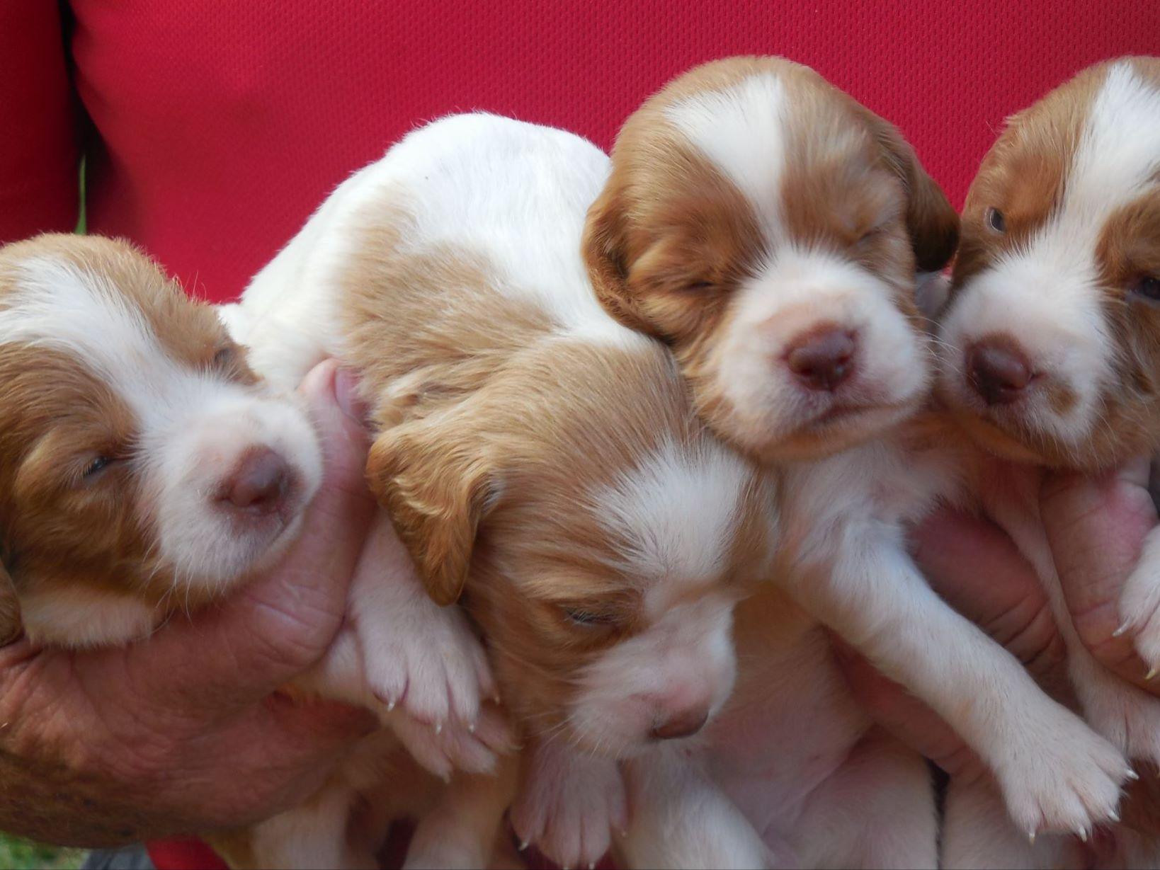 Gene Frye/Fryes Gunsmoke Kennels - Brittany Puppies for Sale in ...