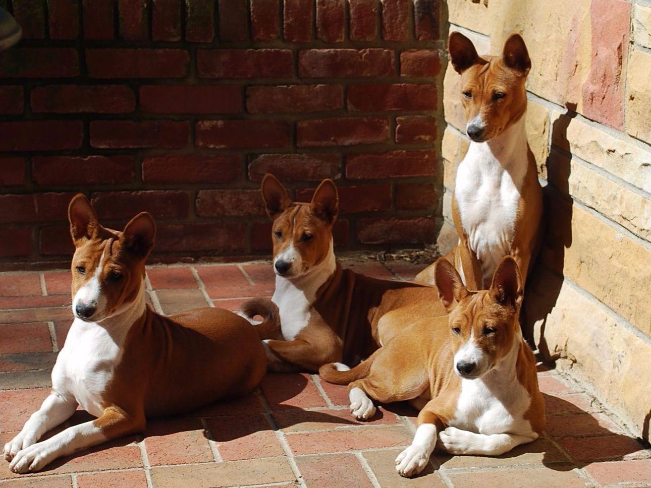 Basenji Lab Mix For Sale at David Daigle blog