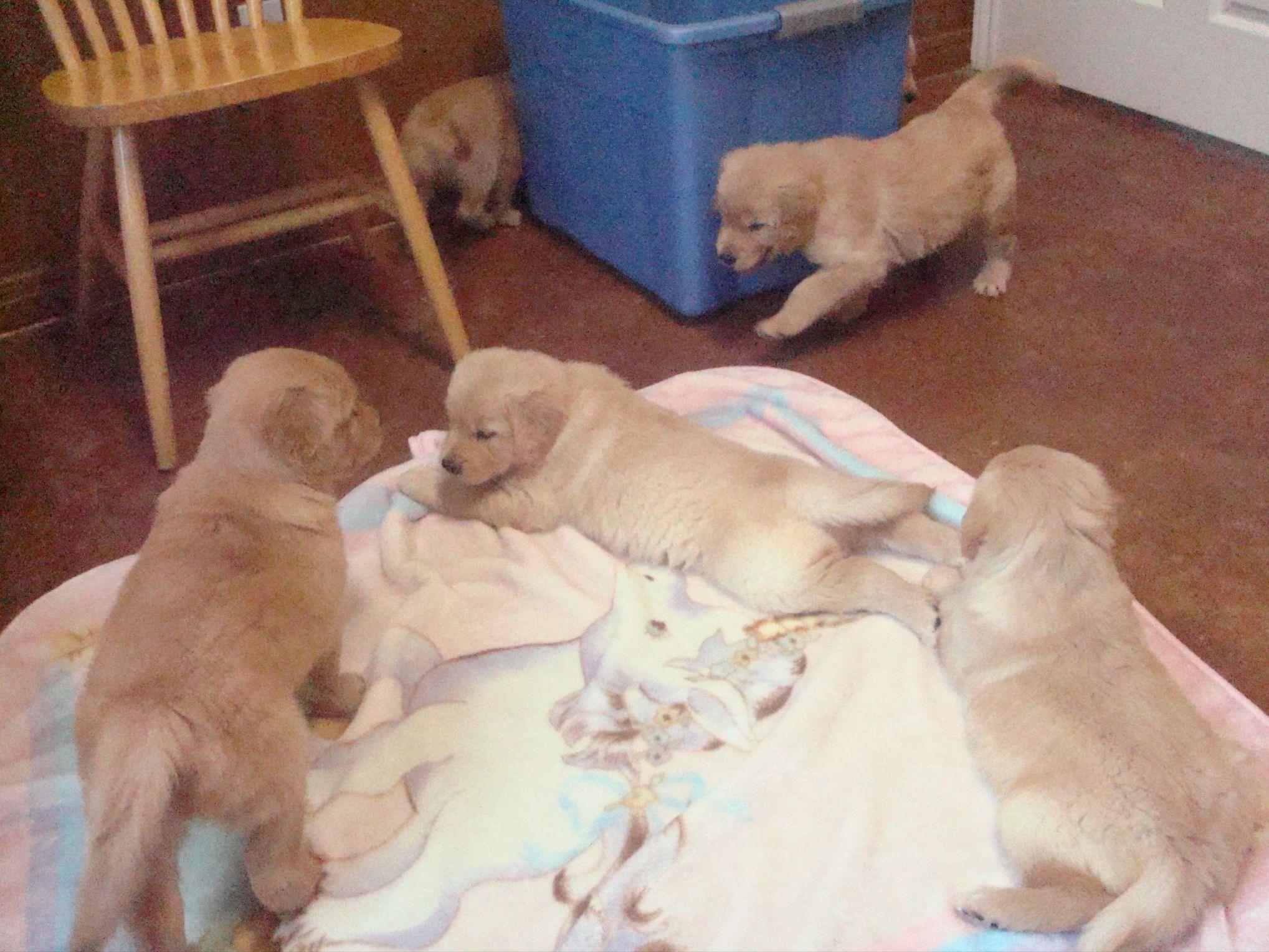Texas Gorgeous Goldens - Golden Retriever Puppies for Sale in Round ...