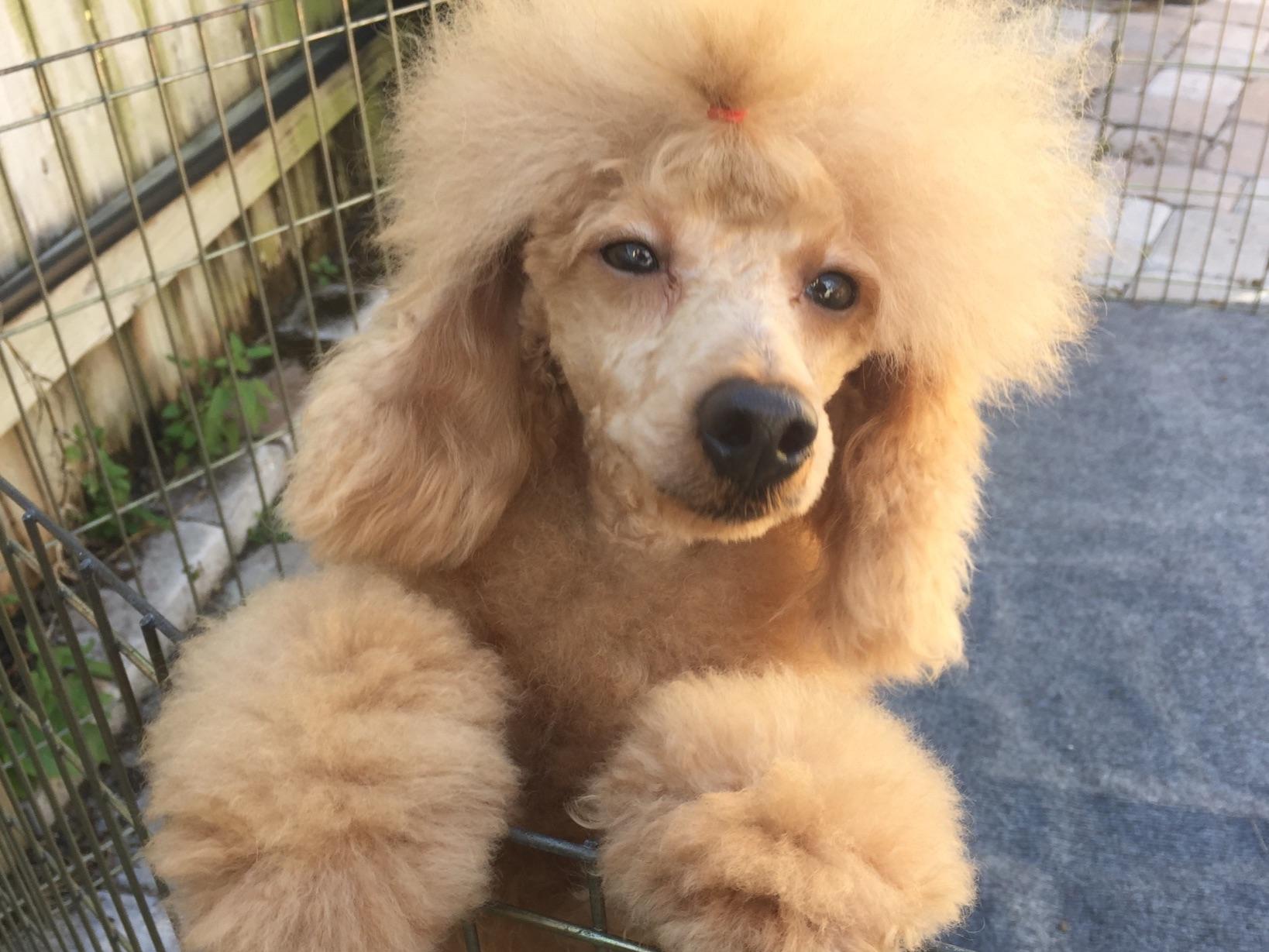 Cocker Spaniel Puppies For Sale In Florida