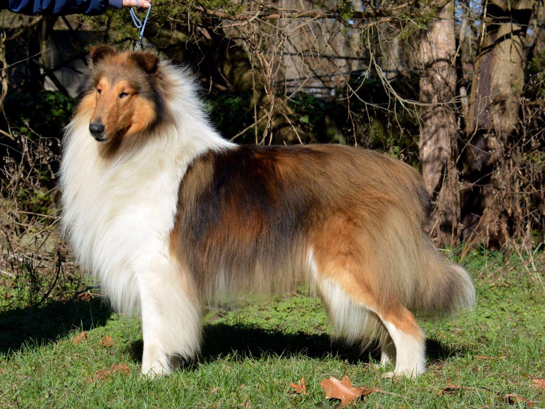 Van-M Collies - Dog Breeders - Millville, NJ