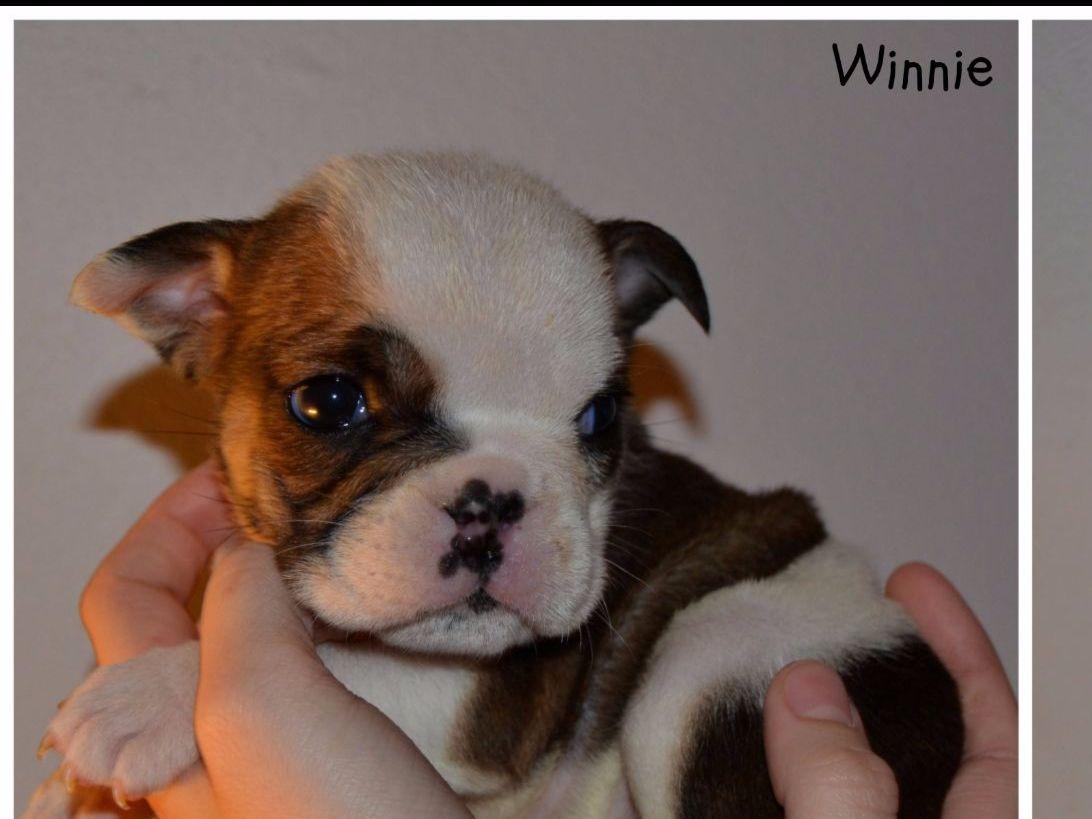 Fat Baby's Fat Babies English Bulldogs - Dog Breeders - Columbus, IN
