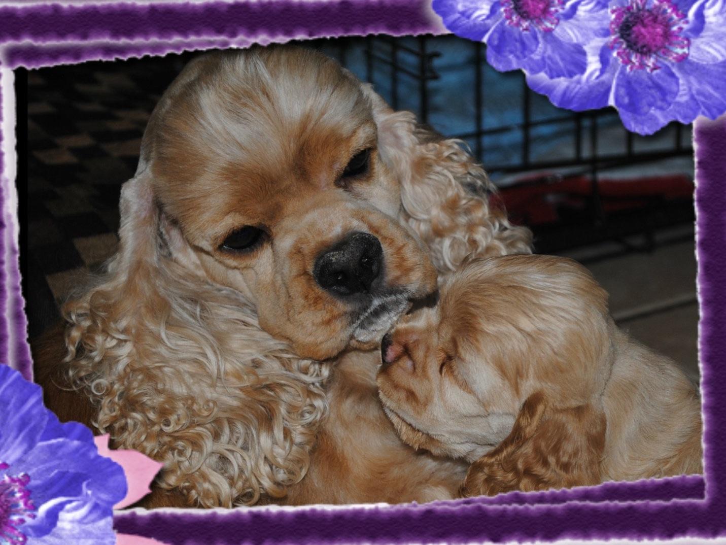 SoundView Cockers - English Cocker Spaniel Puppies for Sale in ...