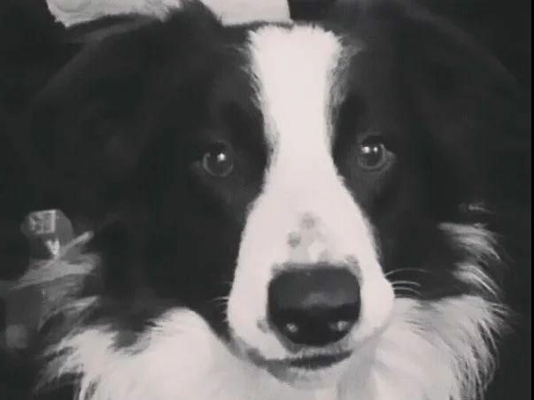 Border Collie Puppies For Sale In Georgia