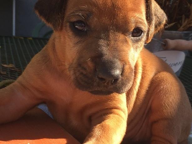 Bar B Ridgebacks - Rhodesian Ridgeback Puppies for Sale in Waterloo, NE ...
