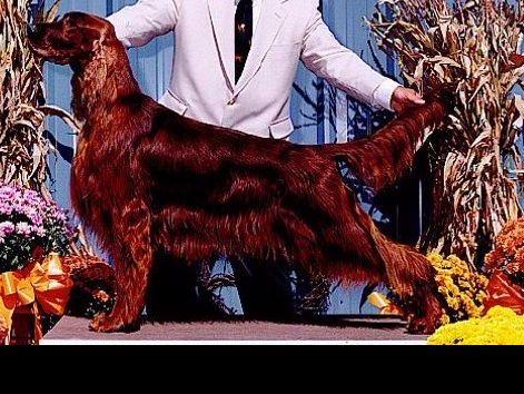 Michael Heasley - Irish Setter Puppies for Sale in Darlington, PA | AKC ...