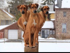 Rhodesian Ridgeback Puppies For Sale - AKC PuppyFinder