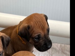 Rhodesian Ridgeback Puppies For Sale - AKC PuppyFinder
