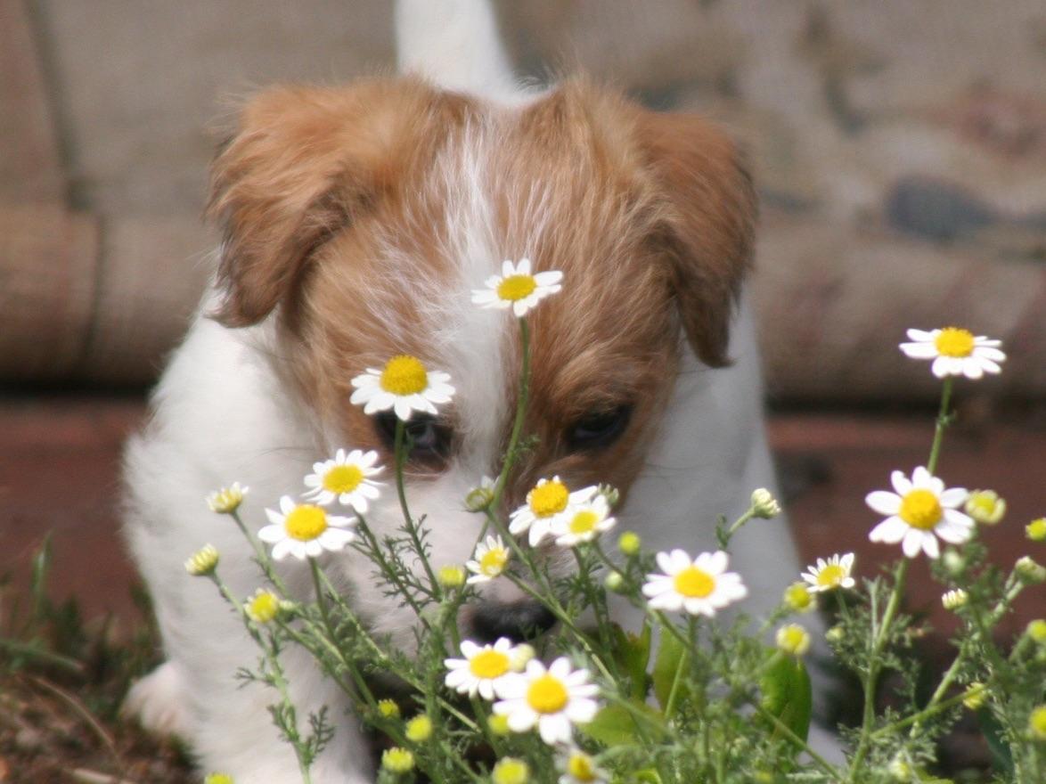 White Oak - Russell Terrier Puppies for Sale in Eagle Point, OR | AKC ...