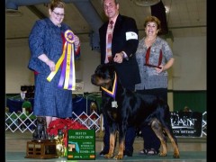 Rottweiler Puppies For Sale - AKC PuppyFinder