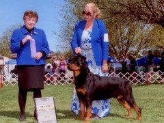 Rottweiler Puppies For Sale - AKC PuppyFinder